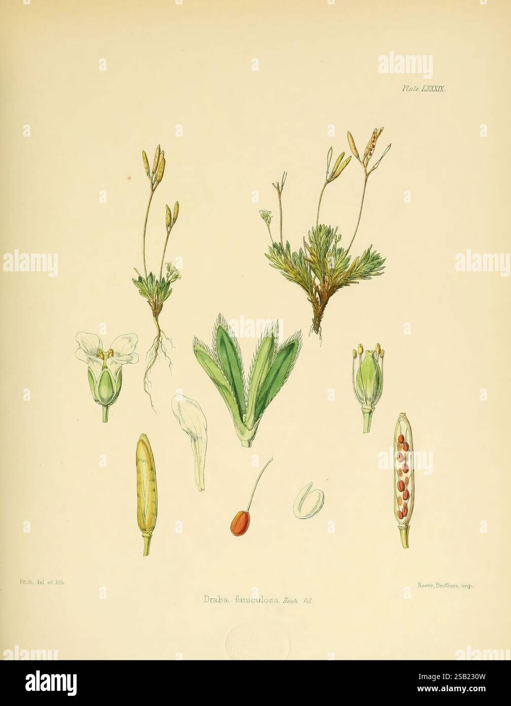 The botany of the Antarctic, voyage of H.M. discovery ships Erebus and ...