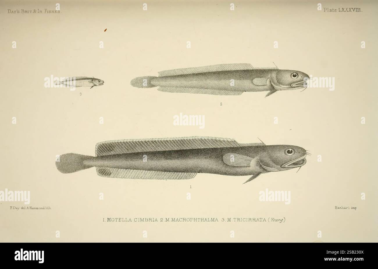 The fishes of Great Britain and Ireland, Edinburgh, 1880-1884, Great ...