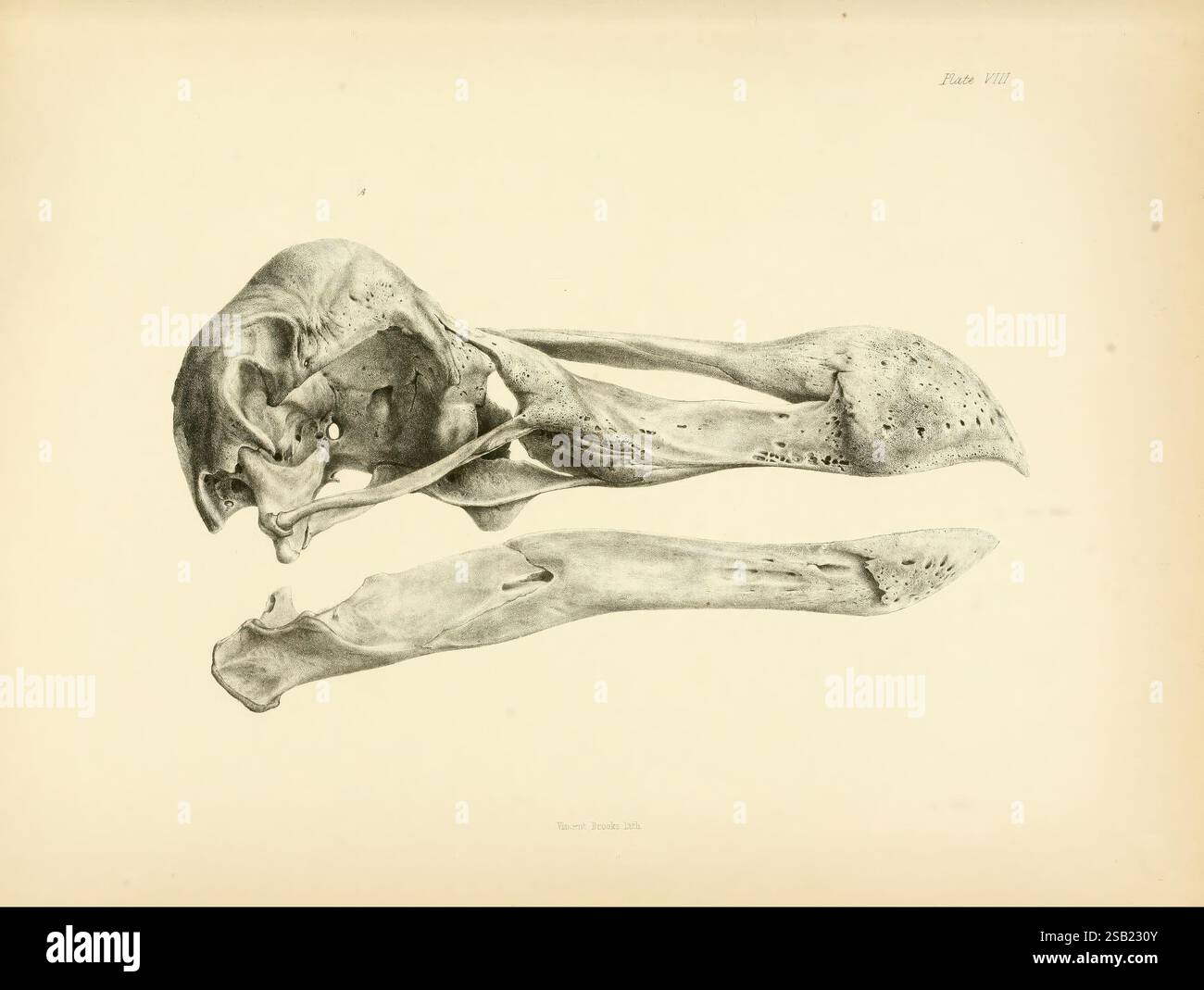 The dodo and its kindred, London, Reeve, Benham, and Reeve, 1848 ...