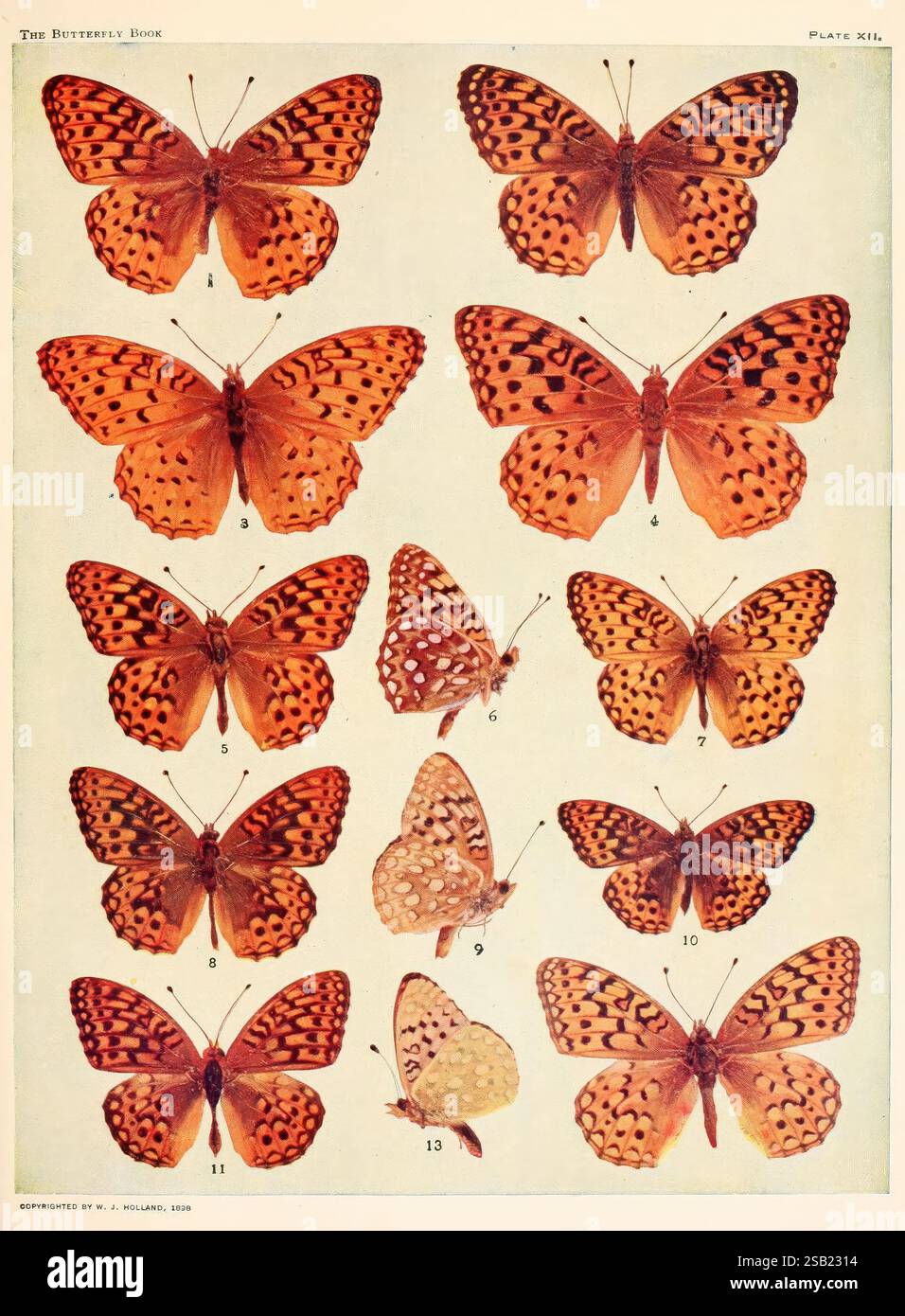 The butterfly book Garden City, N.Y,1922 [c1898], butterflies, North ...