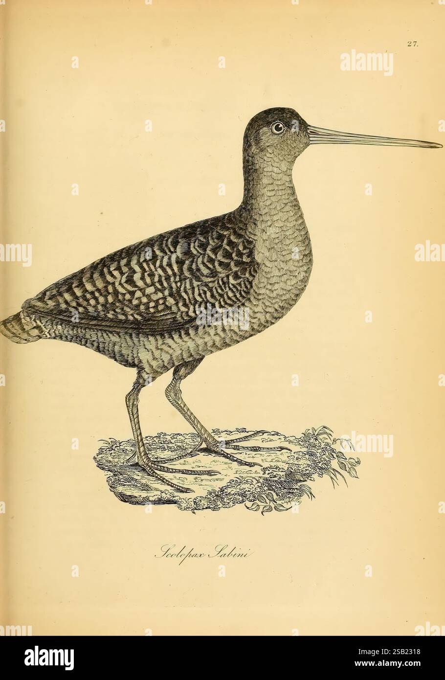 Slender beak ideal hi-res stock photography and images - Alamy