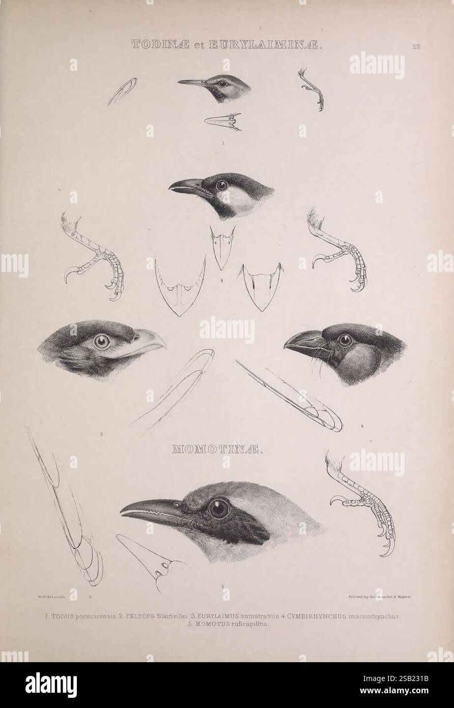 The genera of birds, 1849, birds, behavior classification, pictorial ...