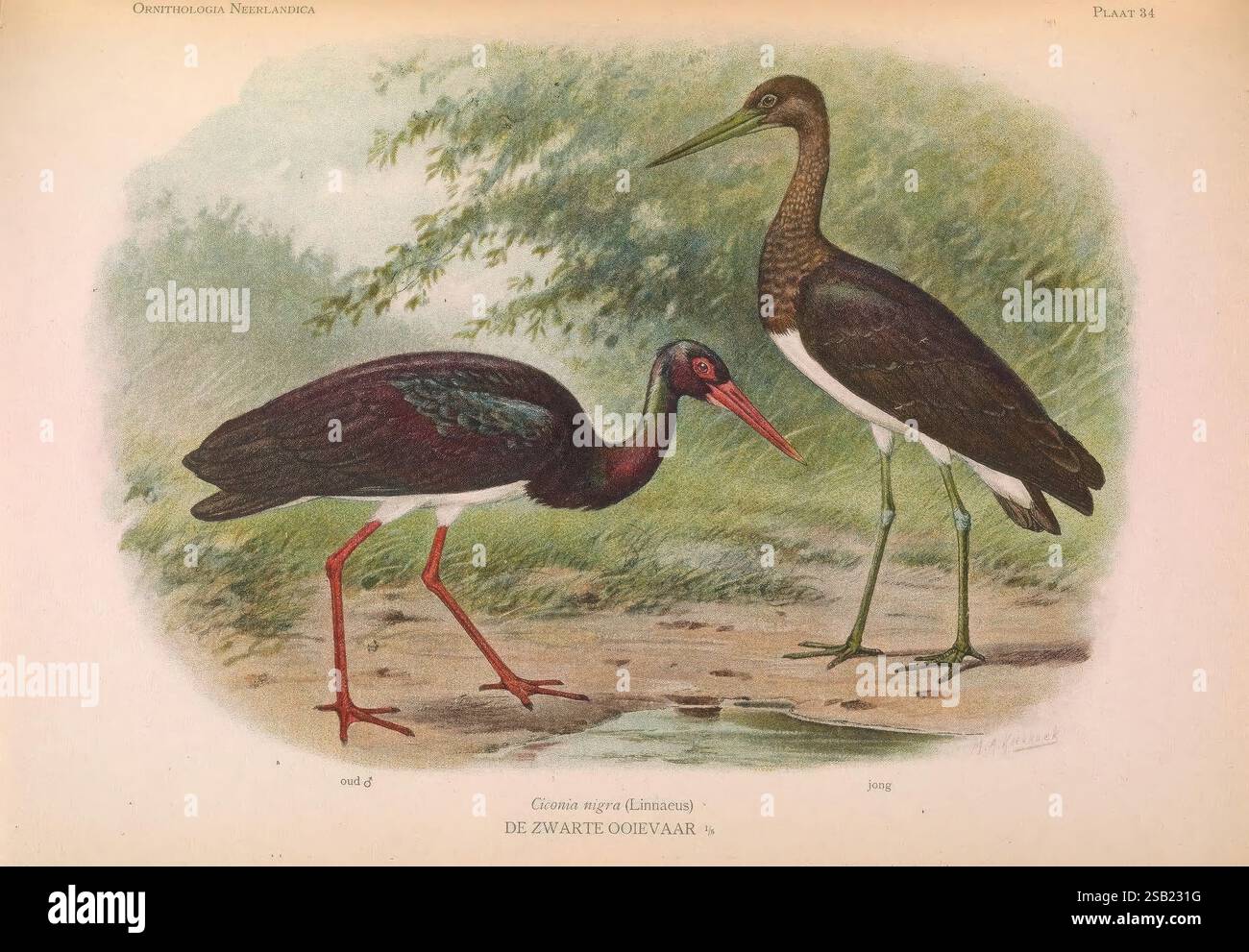 Ornithologia Neerlandica 's-Gravenhage M. Nijhoff 1922-35 birds ...