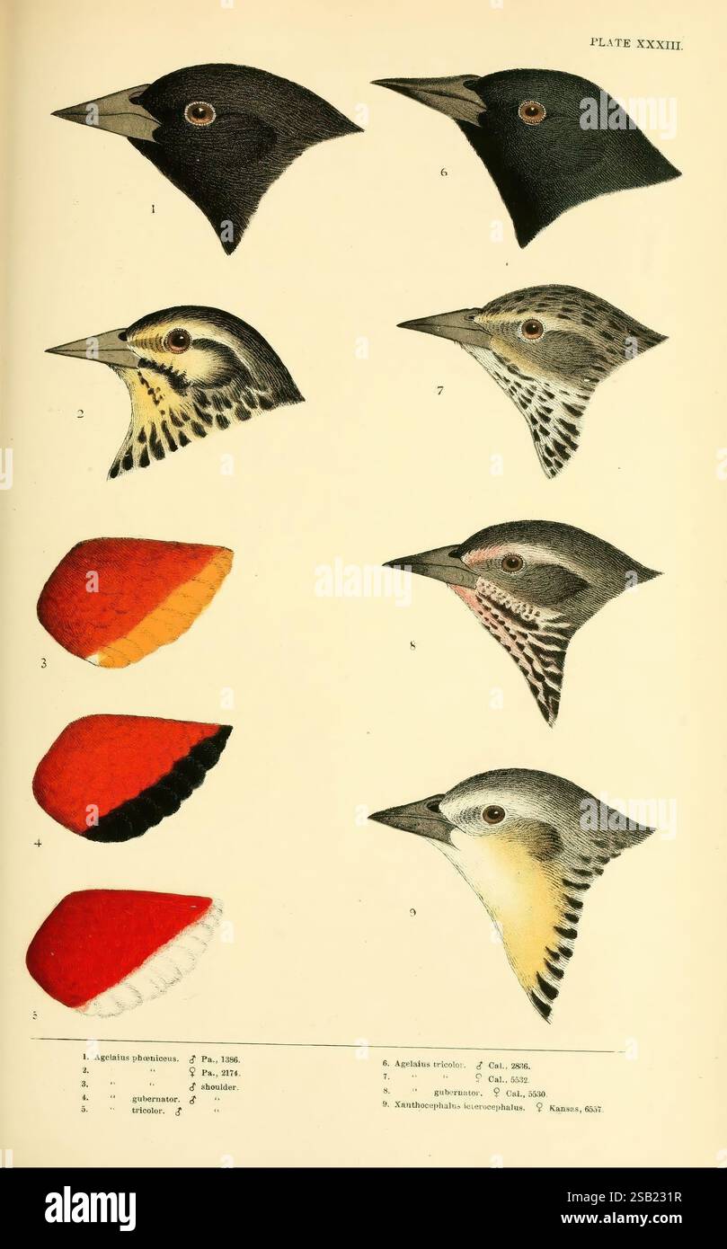 A history of North American birds, Boston, Little, Brown, 1905, birds ...