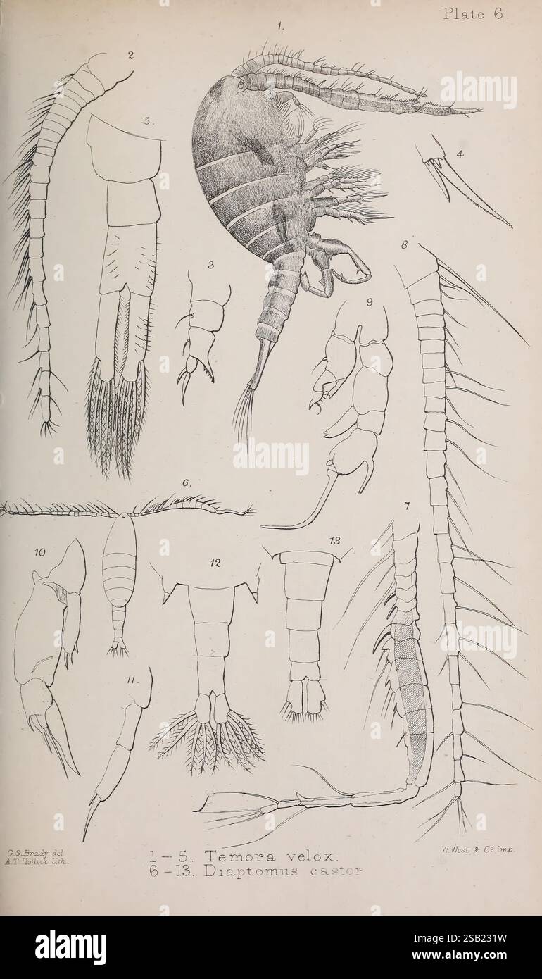 A monograph of the free and semi-parasitic Copepoda of the British ...