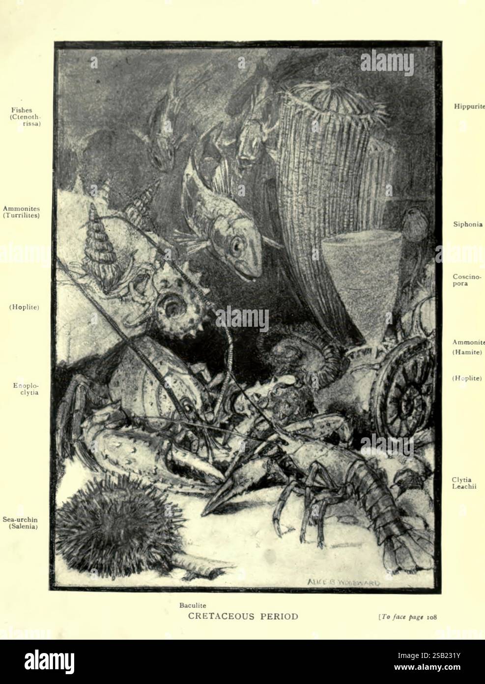 Thrived in ancient ecosystems hi-res stock photography and images - Alamy