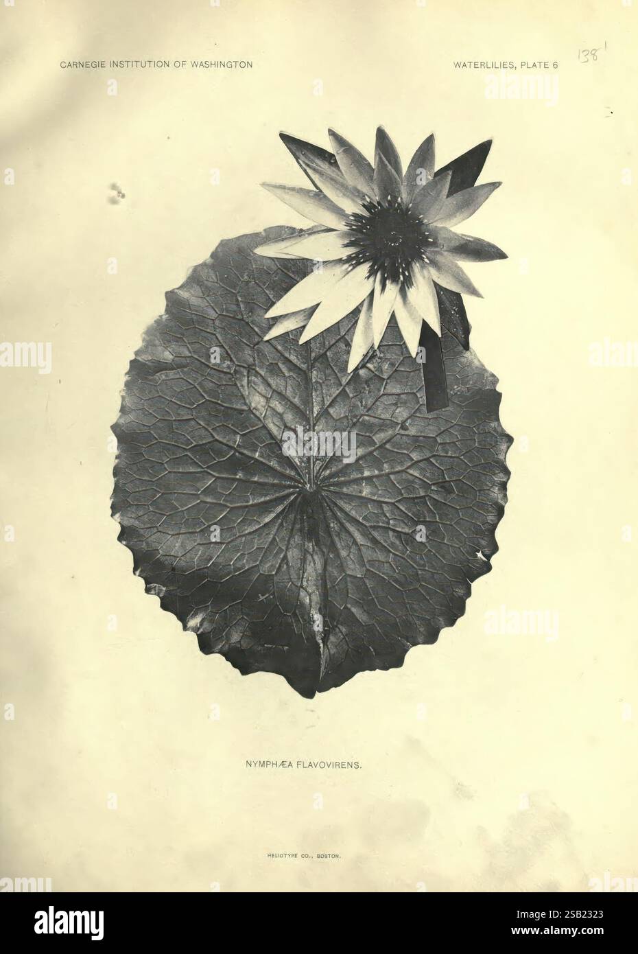 Nymphaea flavovirens hi-res stock photography and images - Alamy