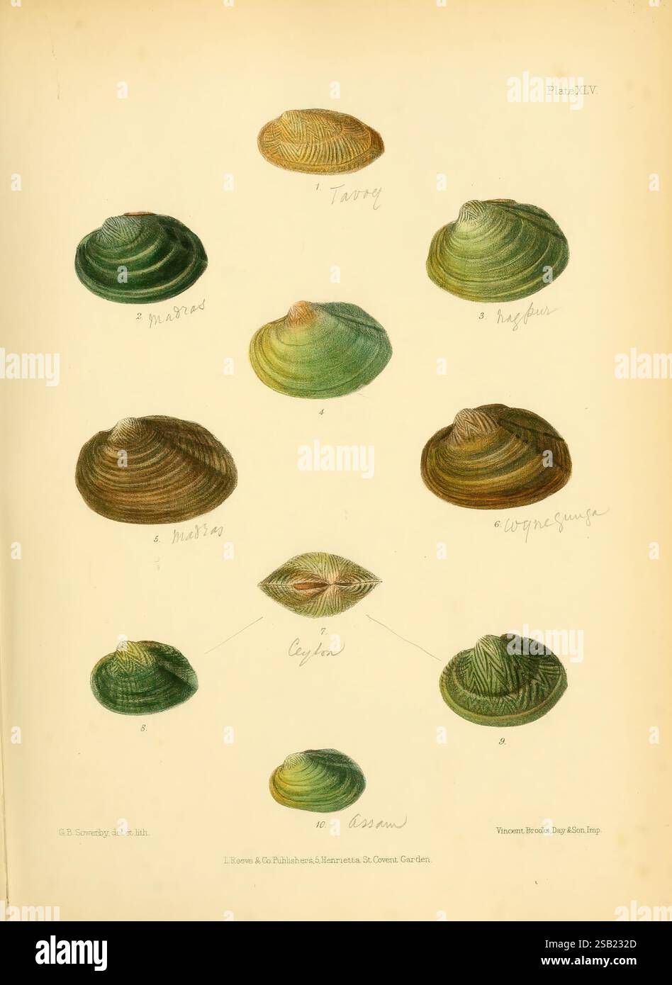 Several shells labeled hi-res stock photography and images - Alamy