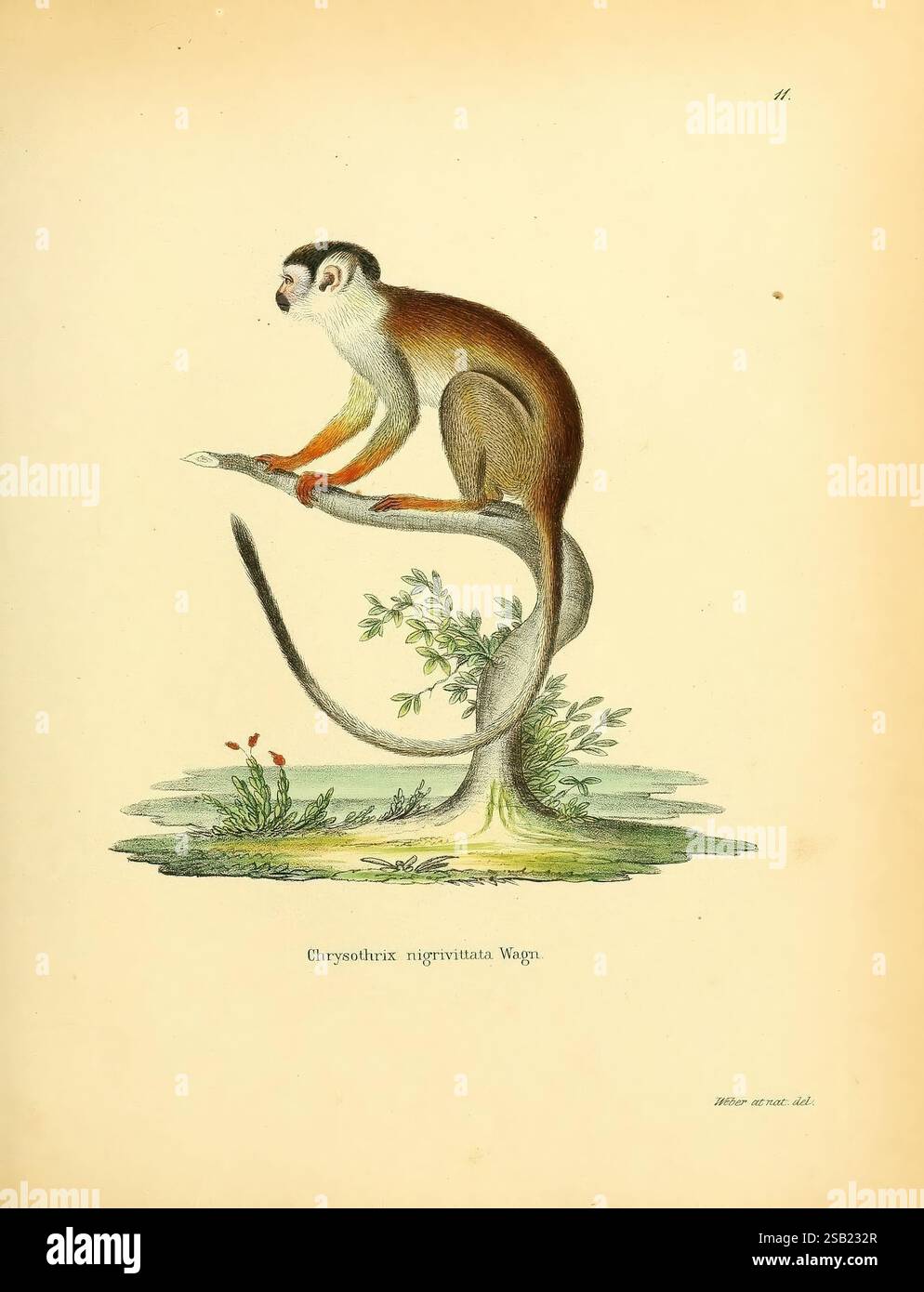 Chrysothrix nigrivittata wagner hi-res stock photography and images - Alamy