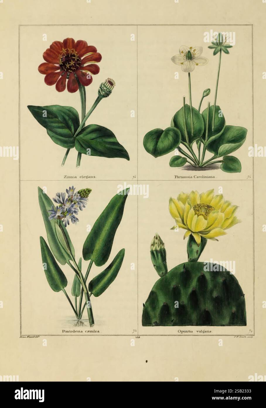 The botanic garden, London, Simpkin & Marshall, 1825, botany ...