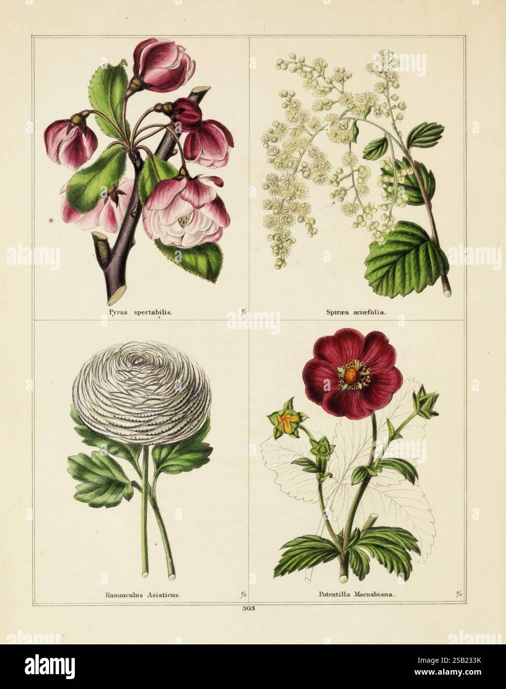 The botanic garden, London, Simpkin & Marshall, 1825, botany ...