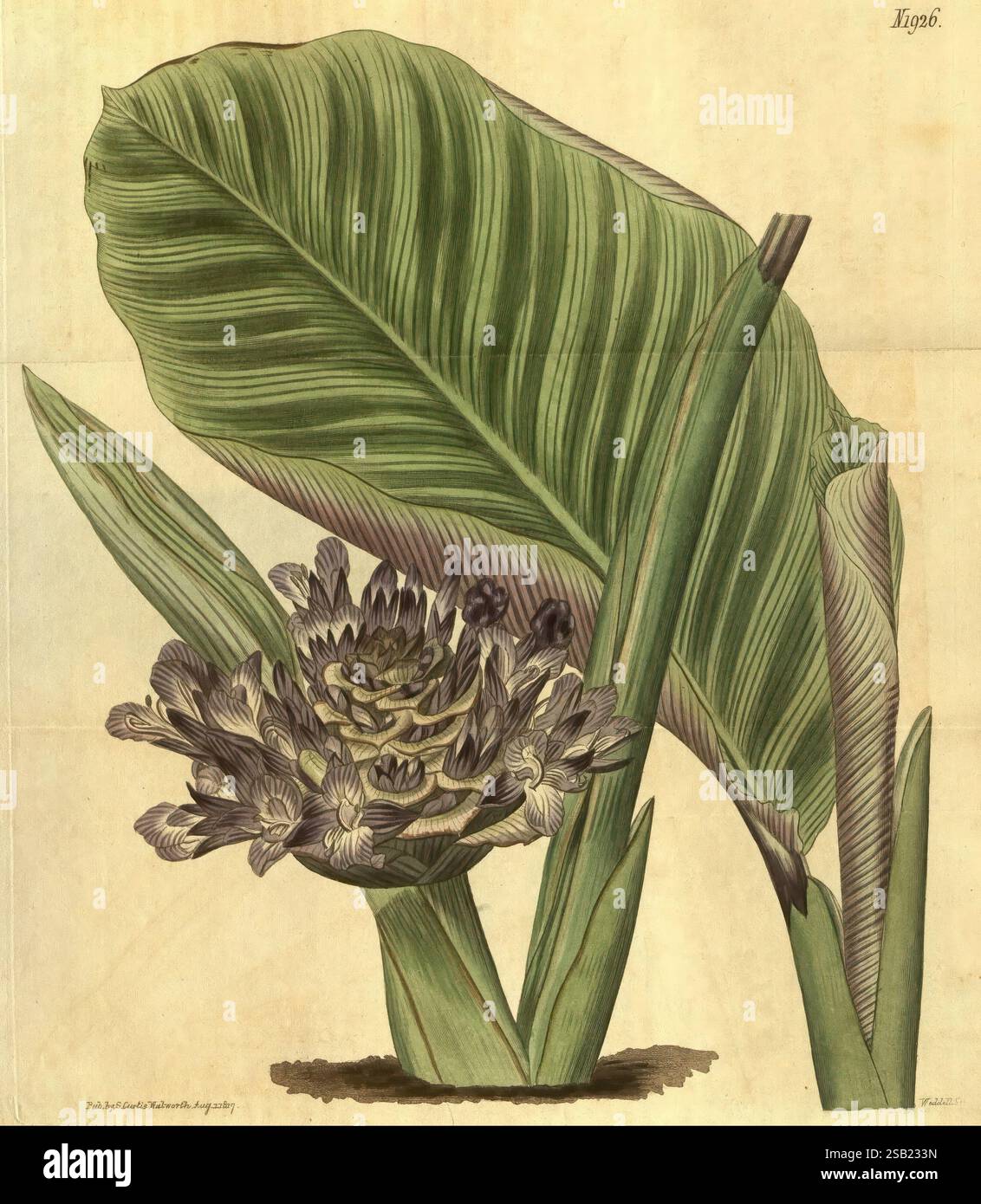 Curtis's Botanical Magazine, London, New York, botanical illustration ...