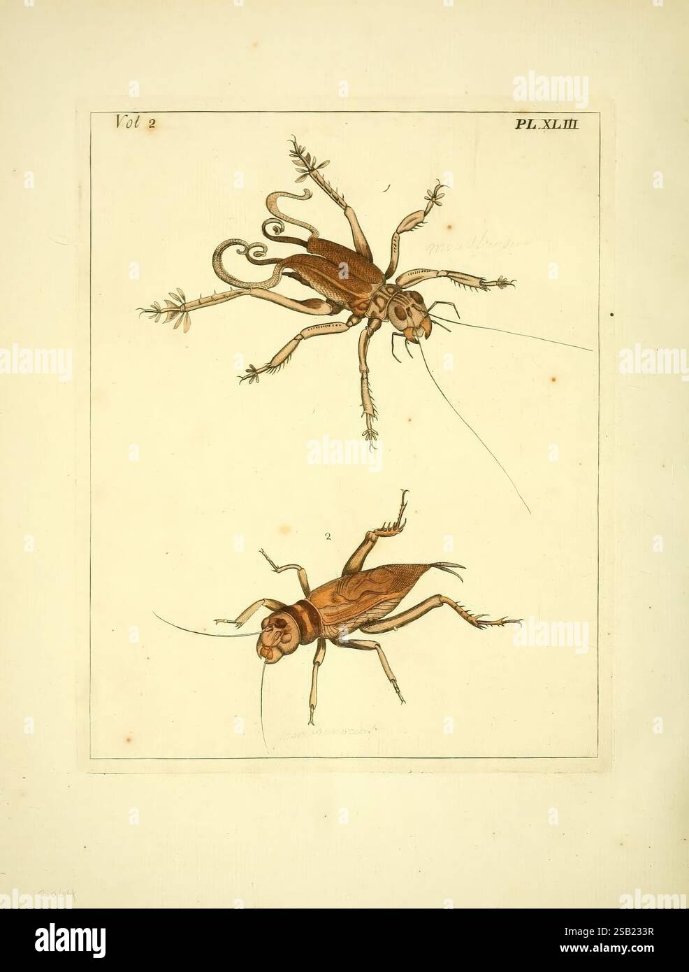 Illustrations of natural history. London, Printed for the author and ...