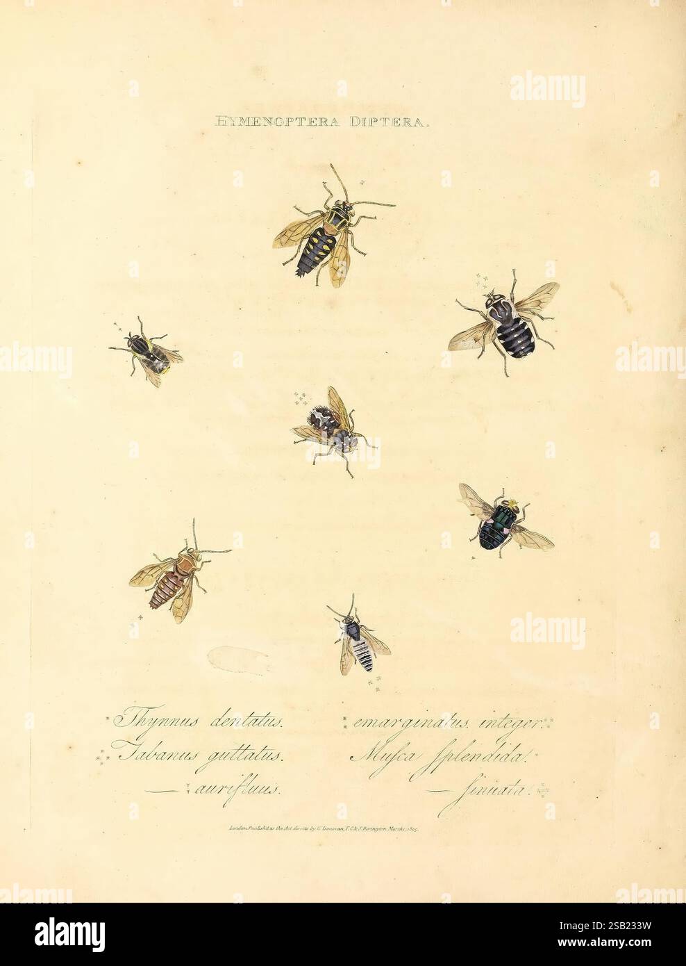 Musca sinoata hi-res stock photography and images - Alamy