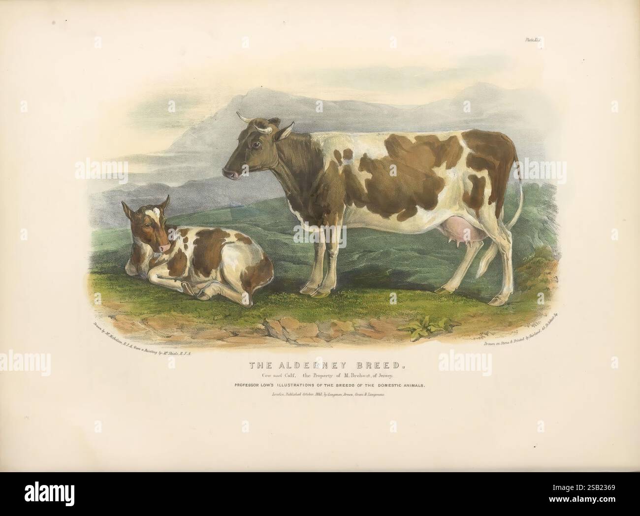 The breeds of the domestic animals of the British Islands, London ...
