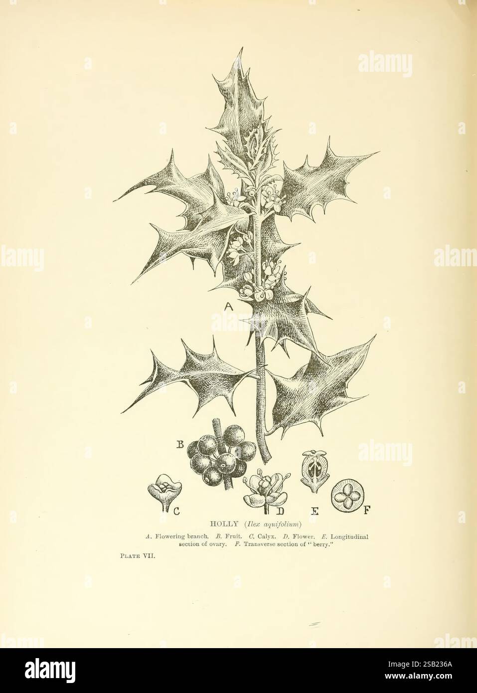 Trees and shrubs of the British Isles, London, Dent, 1909, botany ...