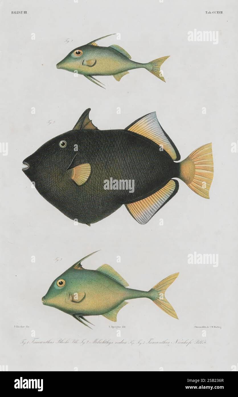 Artistic depiction showcases three distinct marine fish species hi-res ...