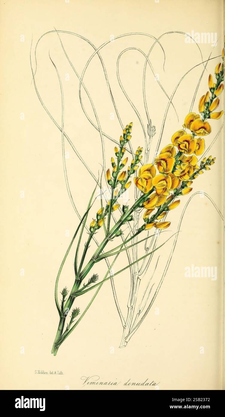 Viminaria denudata plant hi-res stock photography and images - Alamy