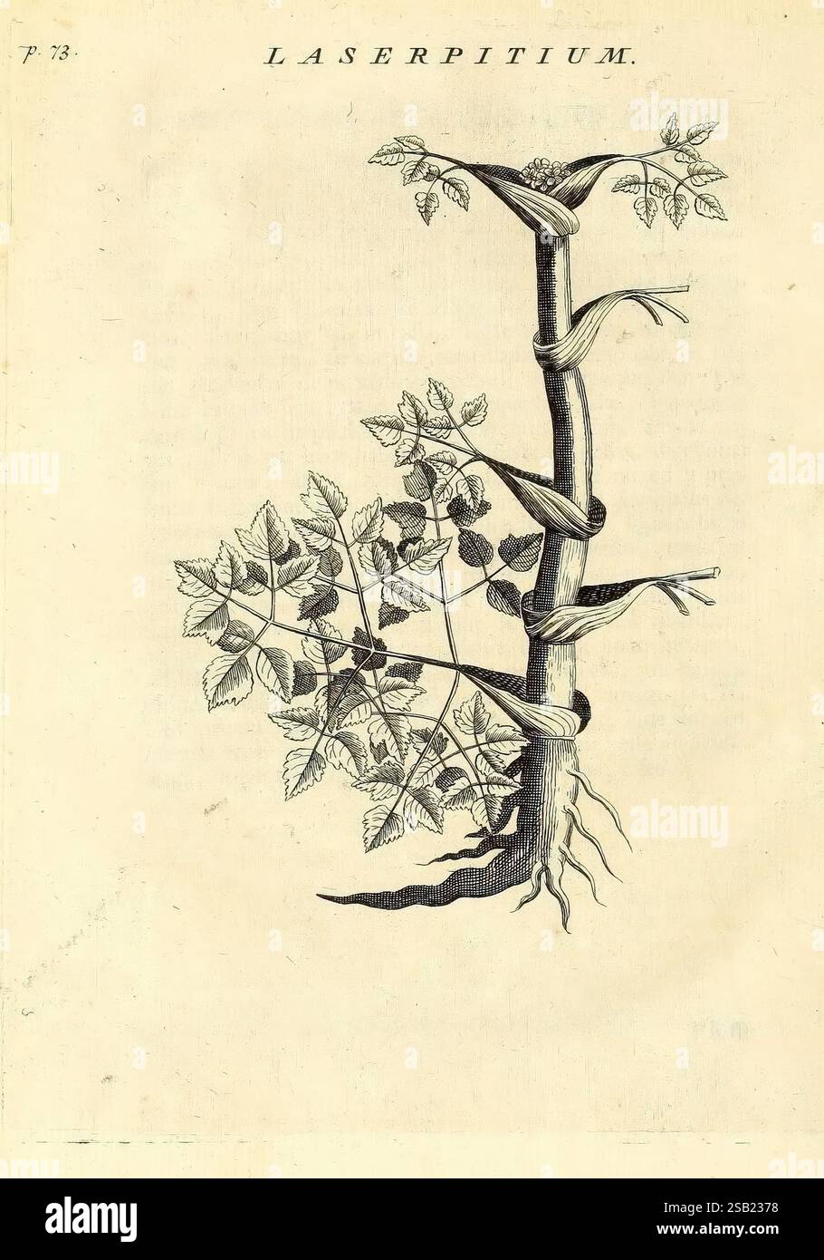Prosperi Alpini Marosticensis, Philosophi, Medici, In Celeberrimo Lyceo ...