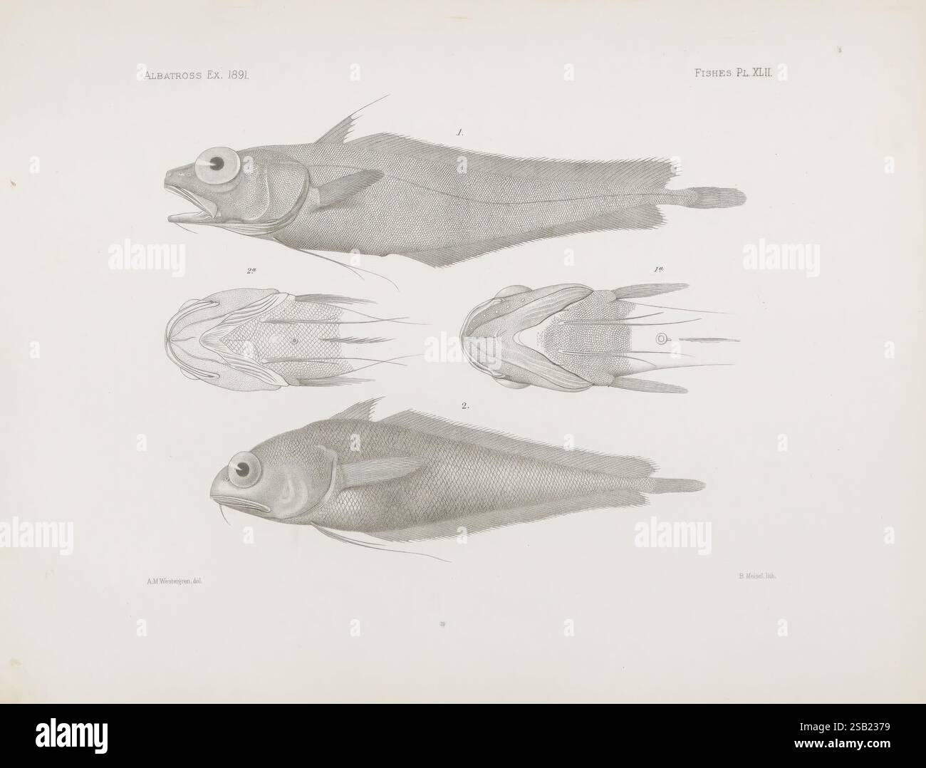 Fishs morphology hi-res stock photography and images - Alamy