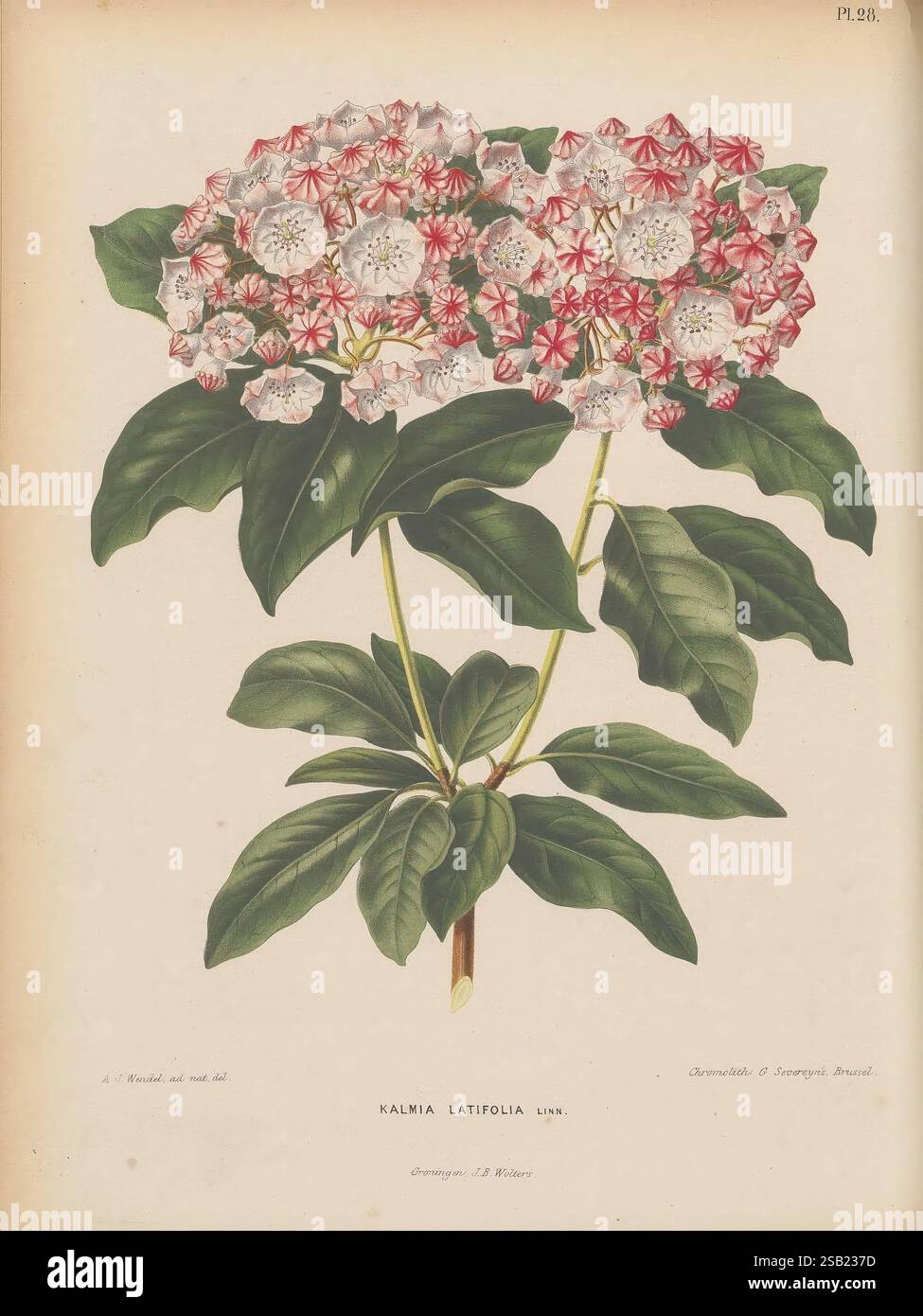 Flora, Groningen, J.B. Wolters, [1868], flowers, Netherlands, pictorial ...