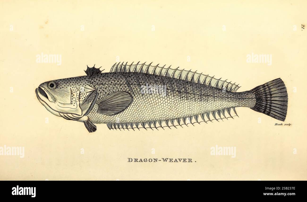 Dragon waver hi-res stock photography and images - Alamy