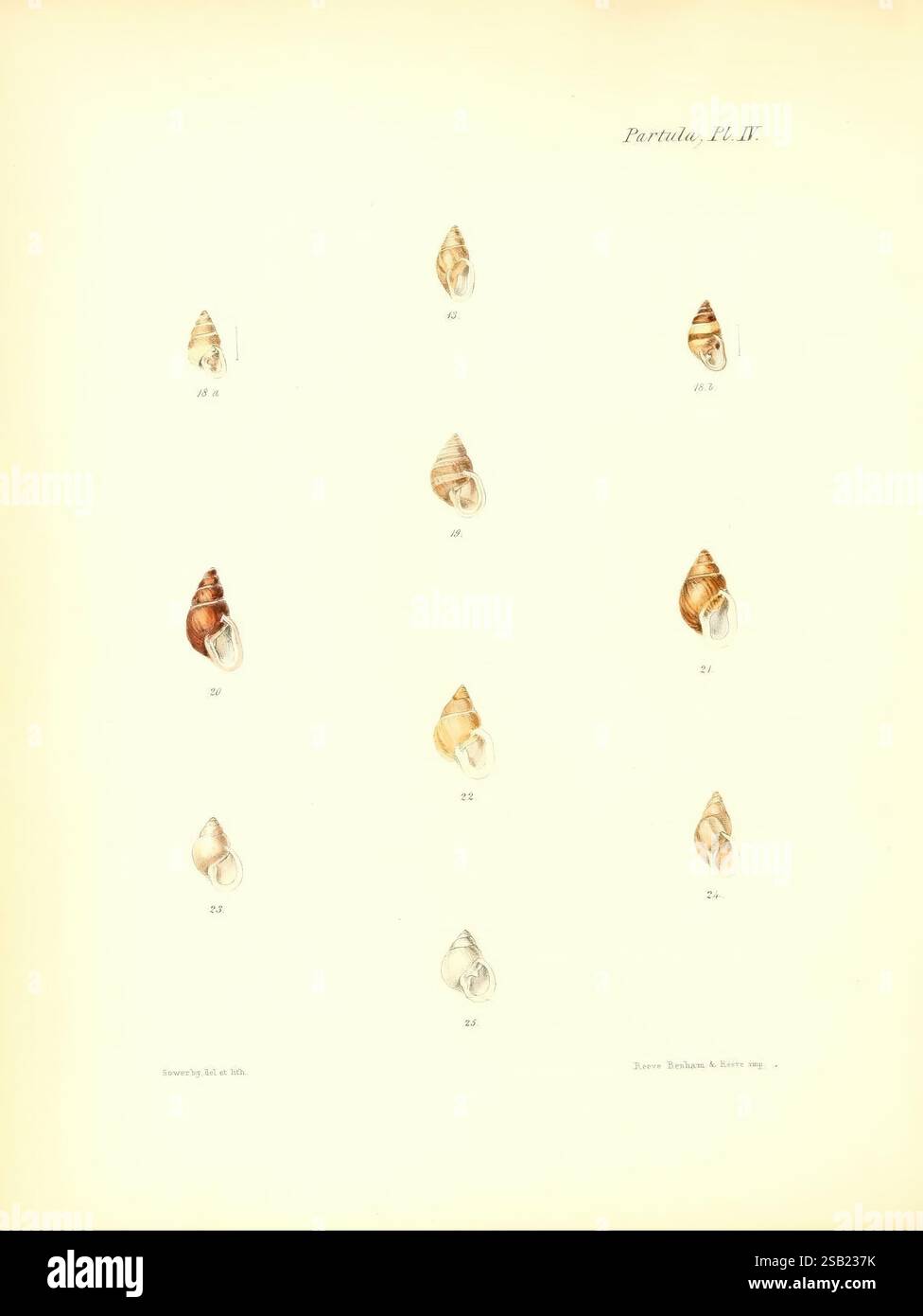 Conchologia Iconica, or Illustrations of the Shells of Molluscous ...