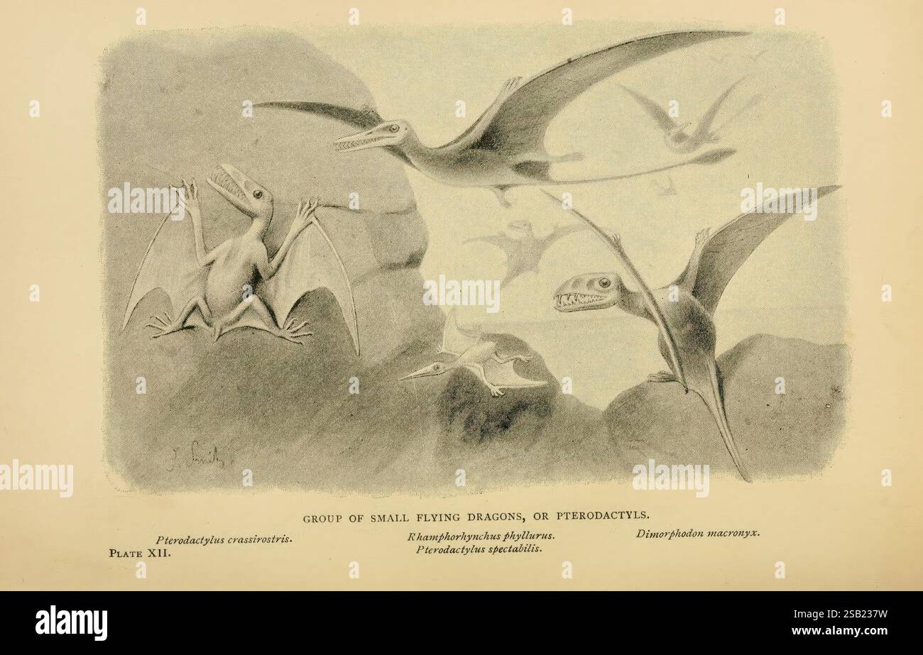 Pterodactylus crassidens hi-res stock photography and images - Alamy