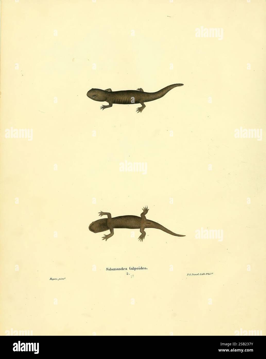 Scene features two illustrated salamanders hi-res stock photography and ...