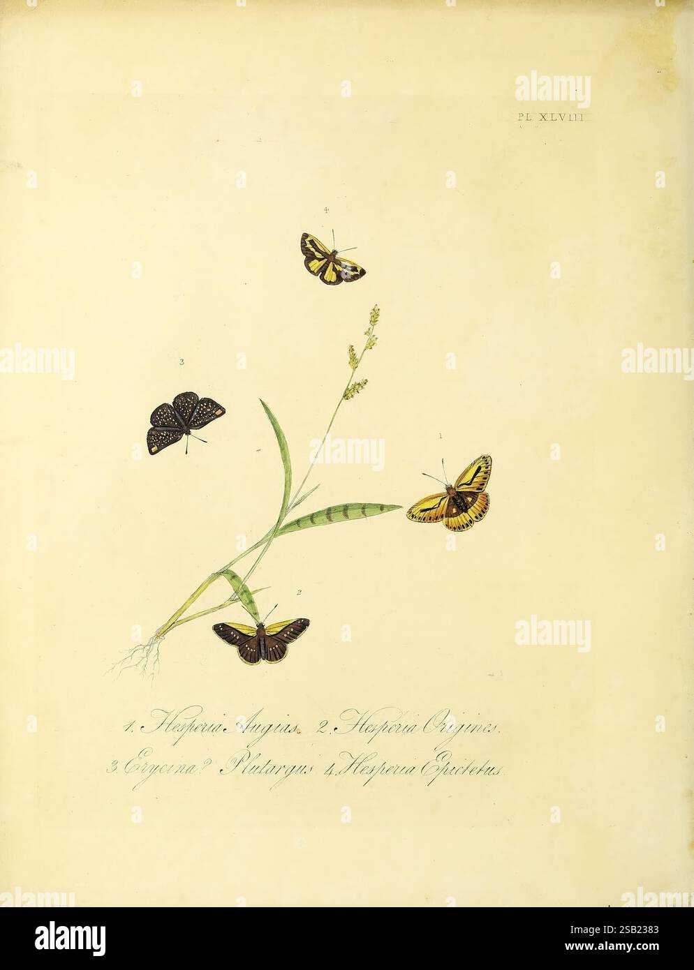 Natural history of the insects of India1842, India, insects ...