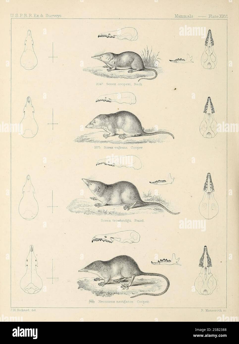 Catalogue, North American, mammals, drawings, plates, mammals, natural ...