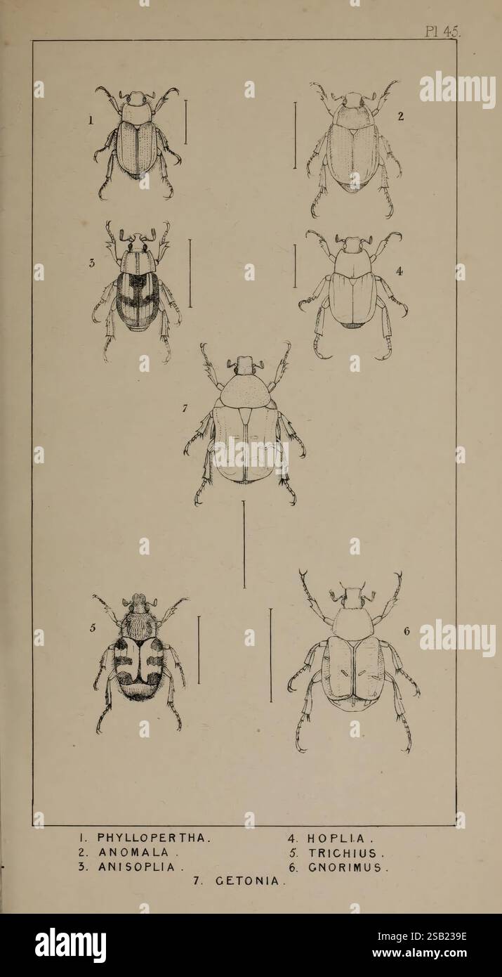 The British Coleoptera delineated, London, W. Crofts, 1840. beetles ...
