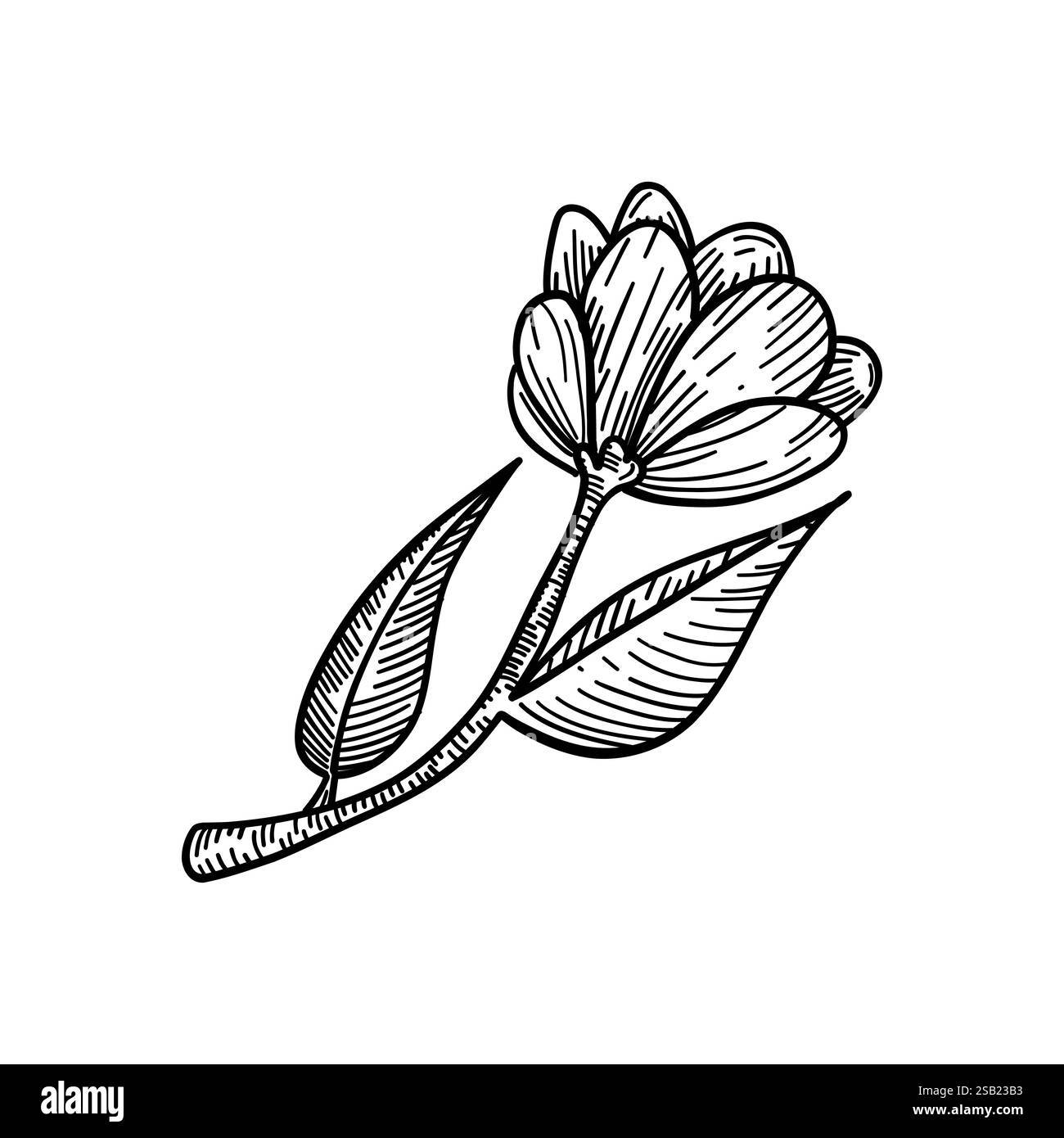 Antique botanical art prints Cut Out Stock Images & Pictures - Alamy