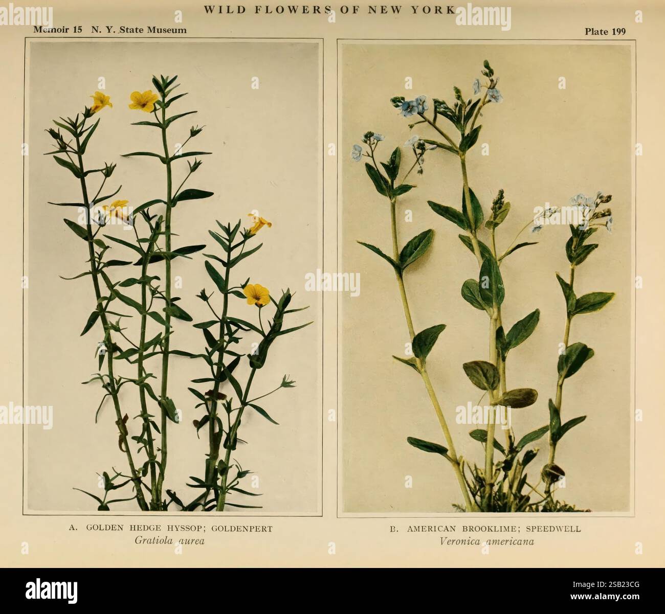 Goldenspert hi-res stock photography and images - Alamy