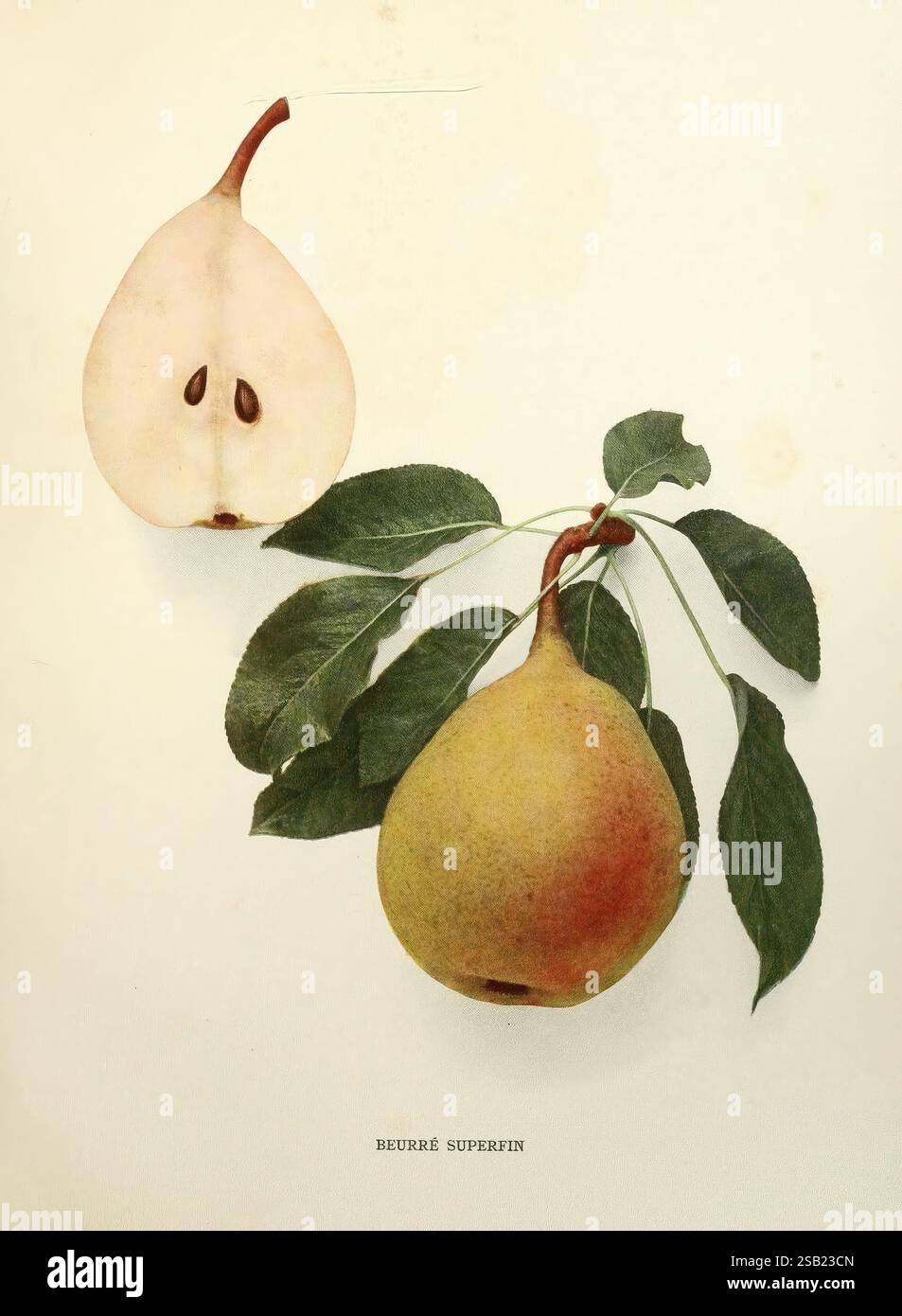 Beurre superfin pear hi-res stock photography and images - Alamy