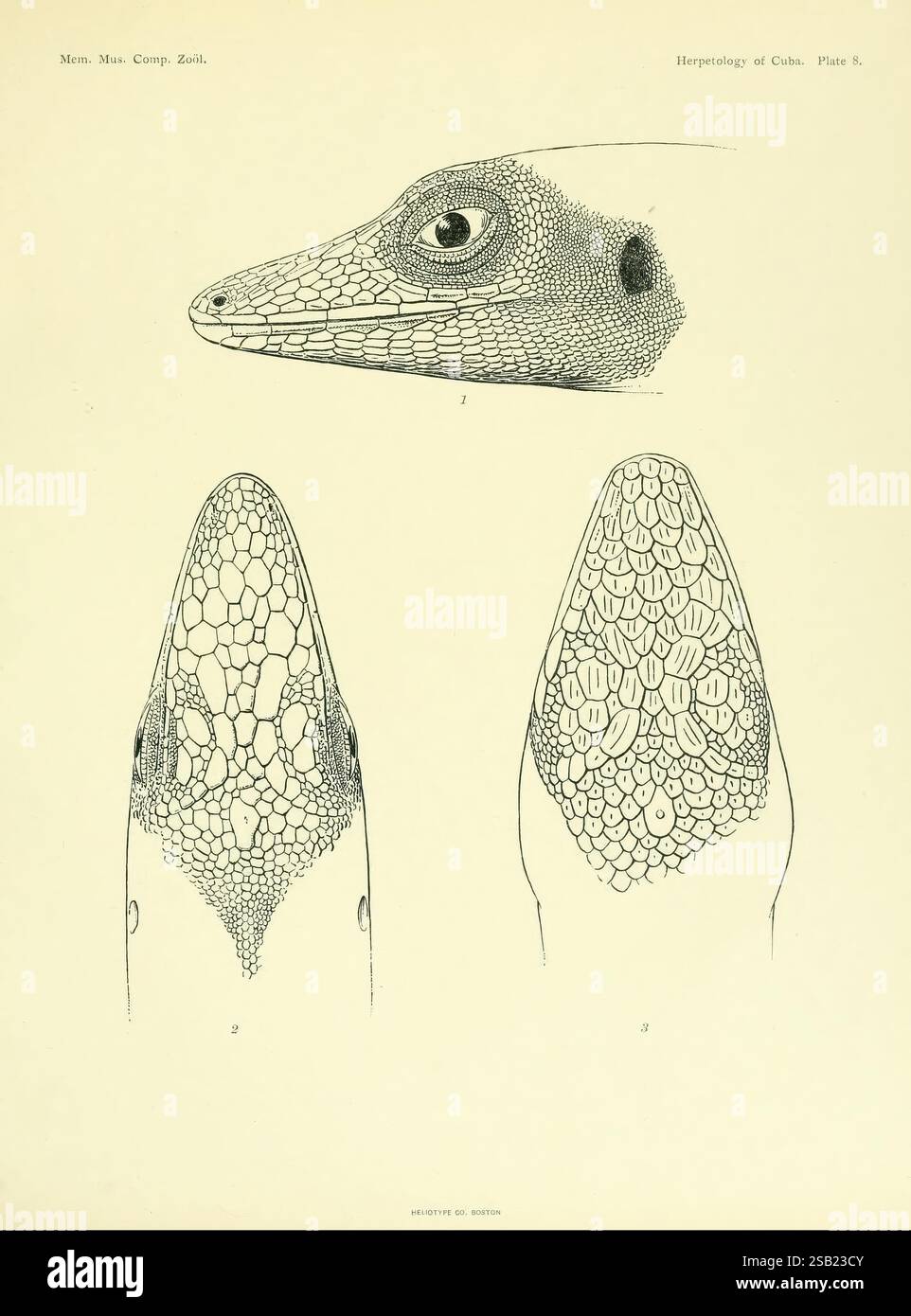 Lizards morphology hi-res stock photography and images - Alamy