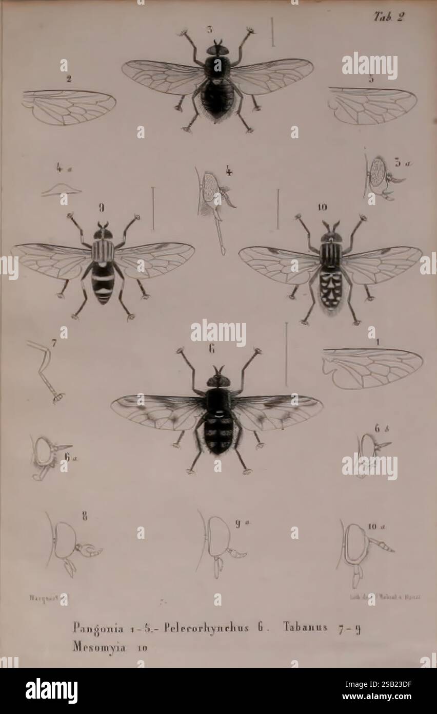 Series of detailed depictions of various species of insects hi-res ...