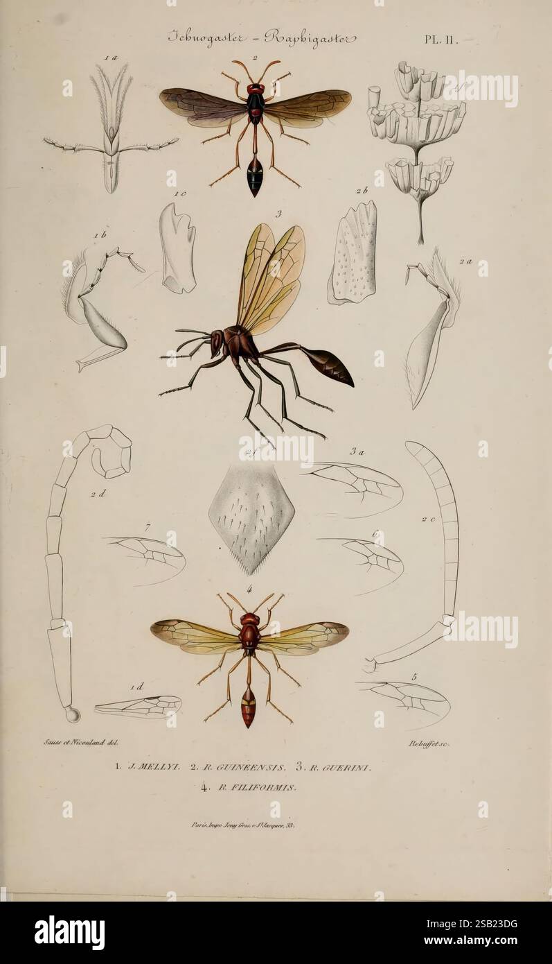 Études sur la famille des Vespidae, Paris, V. Masson, 1852-1858 ...
