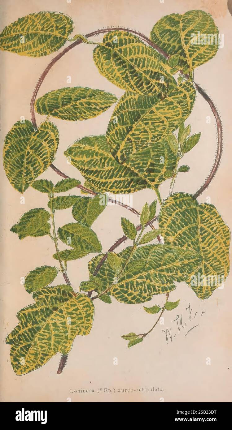 Intricate green vine patterns hi-res stock photography and images - Alamy