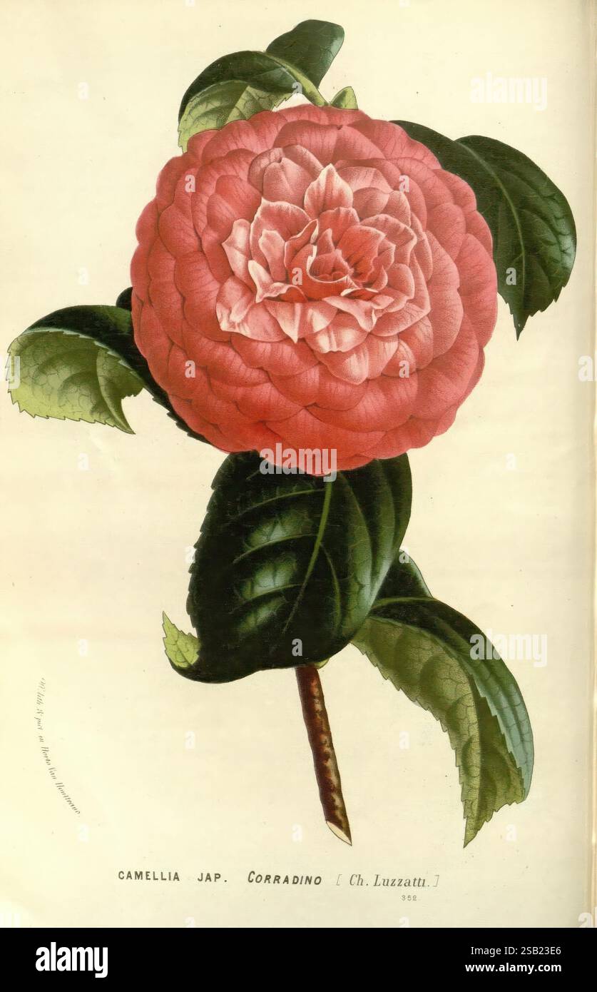 Gradually unfurls hi-res stock photography and images - Alamy