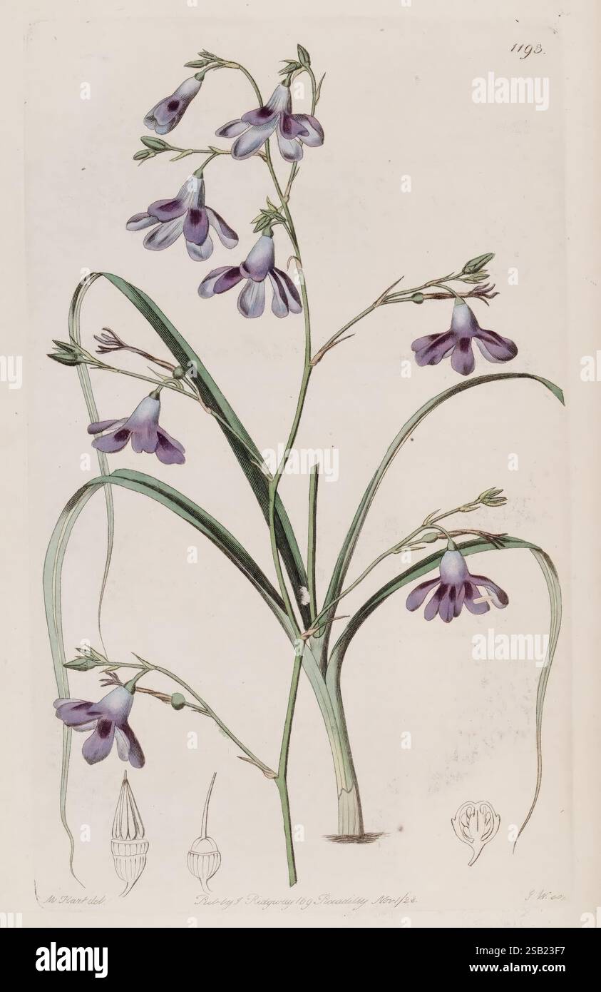 The, Botanical, register, London, Printed, for James, Ridgway, 1815 ...