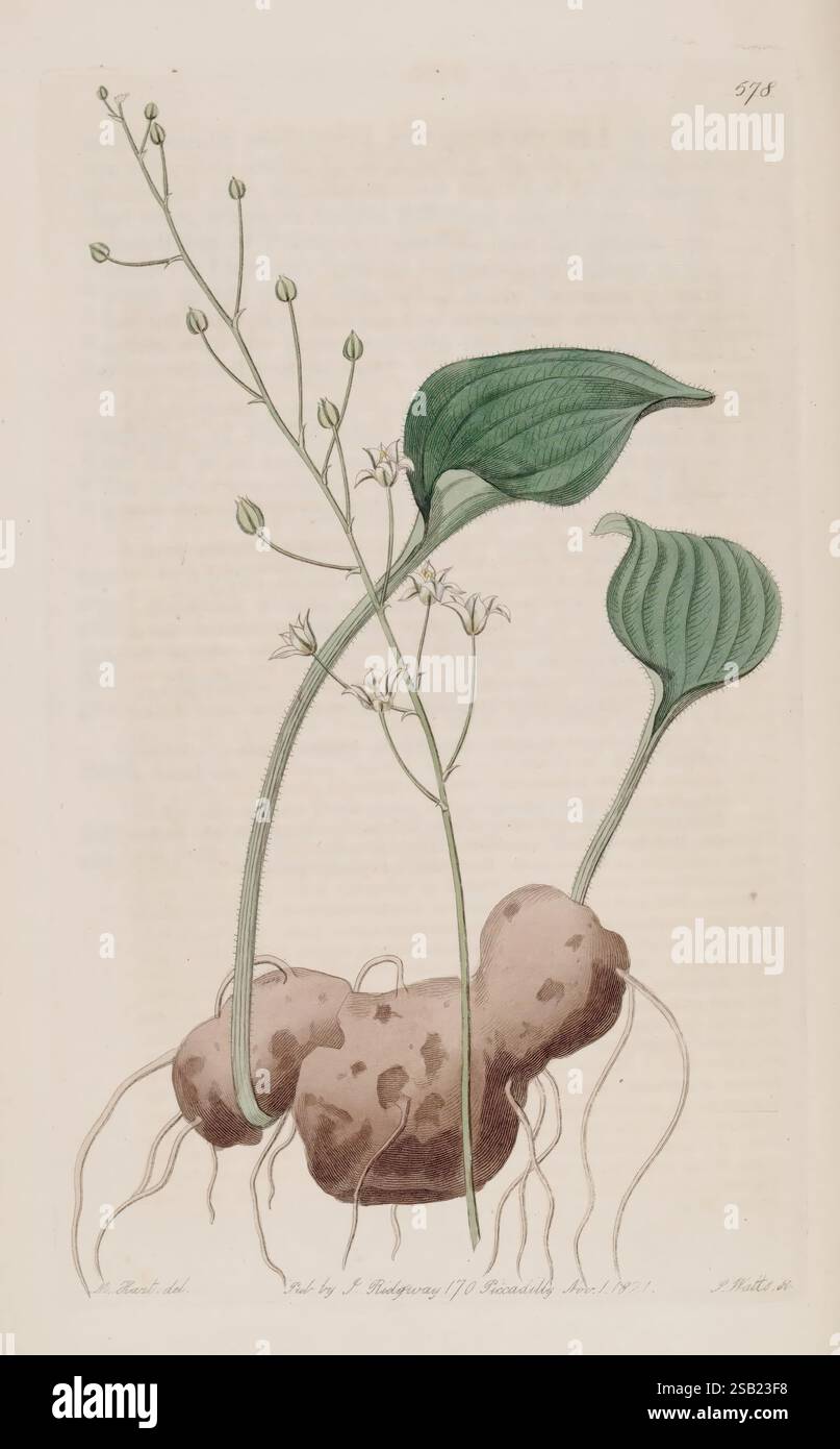 Distinct tuberous root system hi-res stock photography and images - Alamy