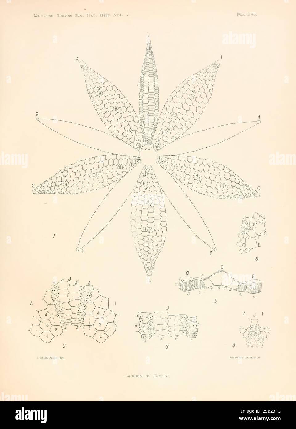 Phylogeny of the Echini, Boston, The Society, 1912, paleontology ...