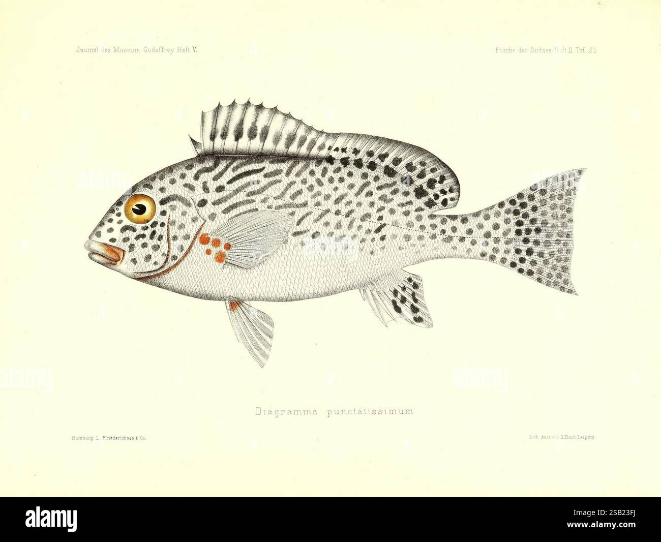 Andrew Garrett's Fische der Südsee, Hamburg, L. Friederichsen & Co ...