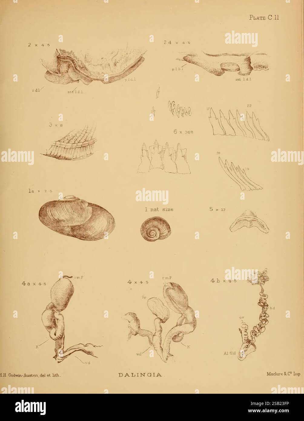 Land and freshwater Mollusca of India, London, Taylor and Francis, 1882 ...