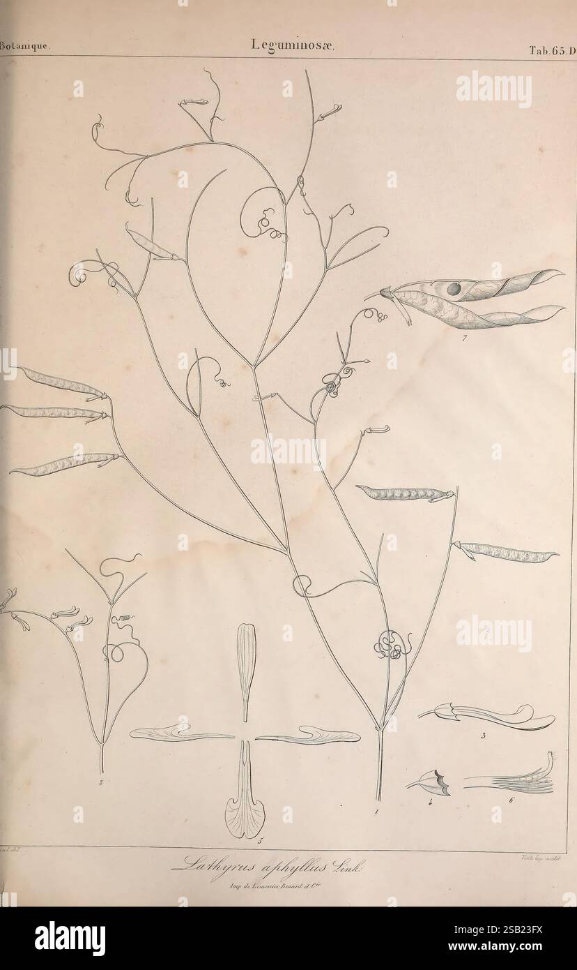 Leguminosa plant species hi-res stock photography and images - Alamy