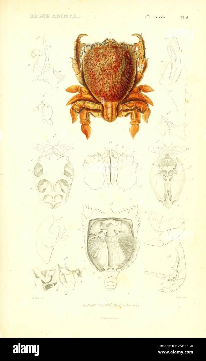 Several anatomical diagrams provide hi-res stock photography and images ...