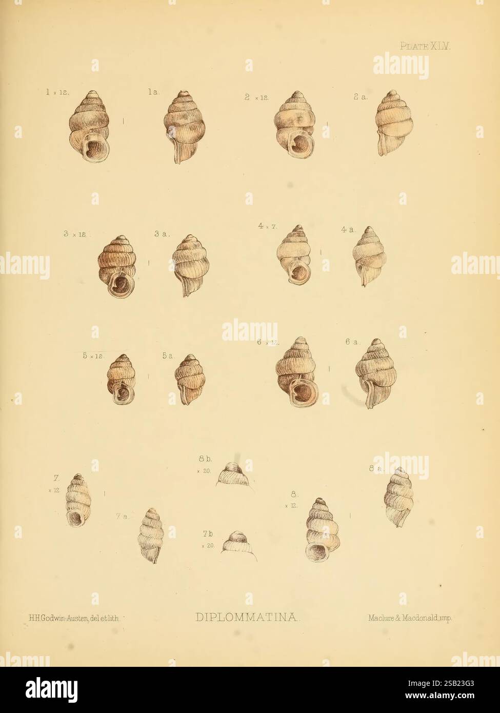Land and Freshwater Mollusca of India, London, Taylor and Francis, 1882 ...