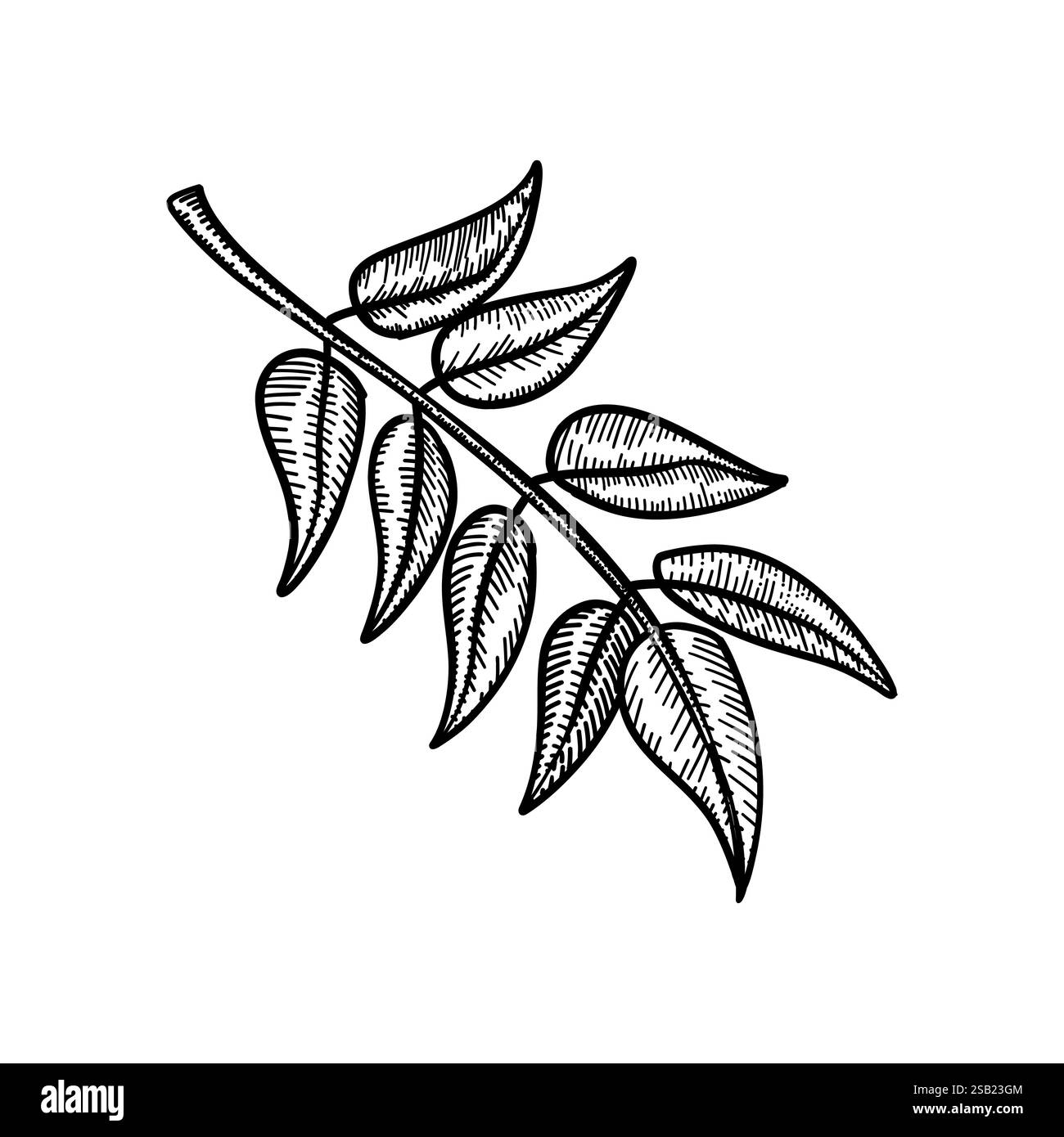 Fine detailing Black and White Stock Photos & Images - Alamy