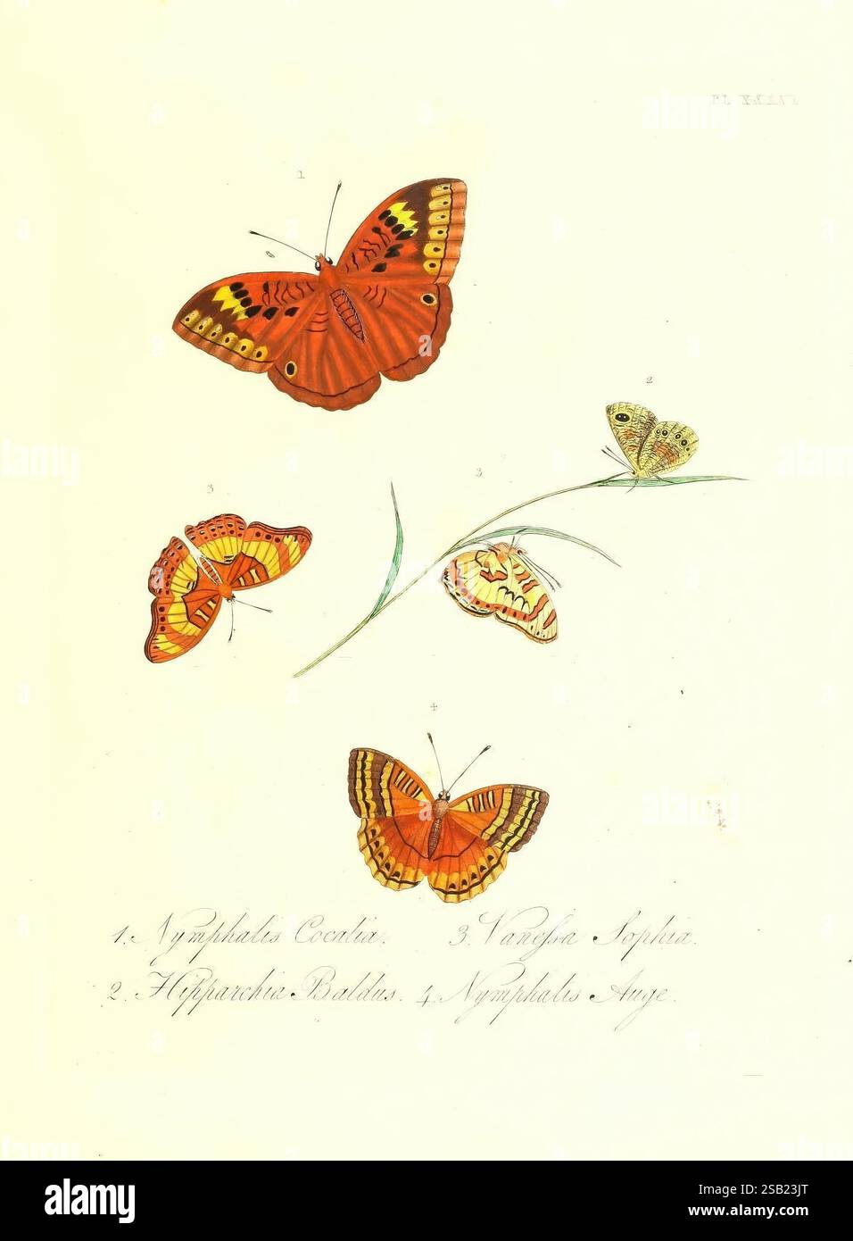 Natural, history, of, the, insects, of, India, London, H.G, Bohn, 1842 ...